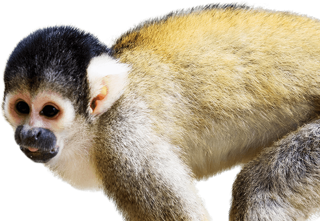 Squirrel Monkey Hd National Zoo Aquarium PNG Transparent Background ...