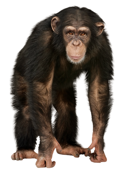 Monkey PNG Vector Images with Transparent background - TransparentPNG