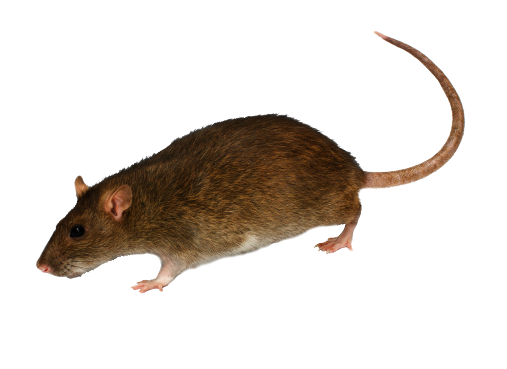 Side View Real Mouse Hd Download, Animal PNG Transparent Background ...