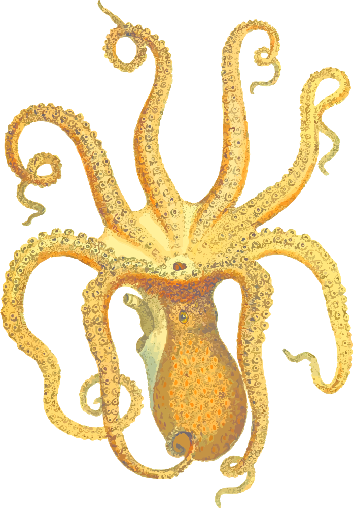Golden Octopus Hd PNG Transparent Background 696x1000px - Filesize ...