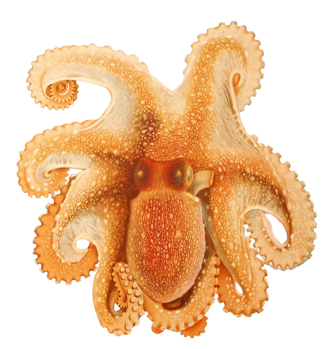 High Quality Octopus Hd PNG Transparent Background 669x709px - Filesize ...