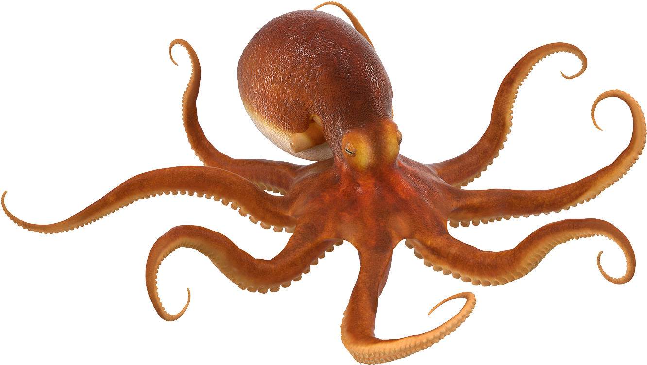 Real Live Octopus Free PNG Transparent Background 1332x752px - Filesize ...