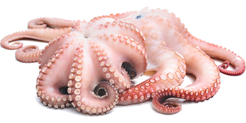 Real Octopus Clipart PNG Transparent Background 500x250px - Filesize ...