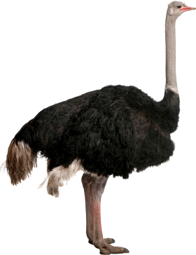Animals Pic PNG Transparent Background 280x364px - Filesize: 81202kb ...