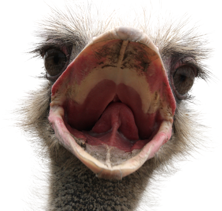 Ostrich Image PNG Transparent Background 440x418px - Filesize: 320615kb ...