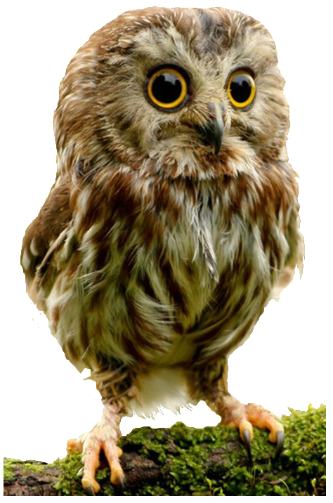 Cute Little Owl Clipart Free Download PNG Transparent Background ...