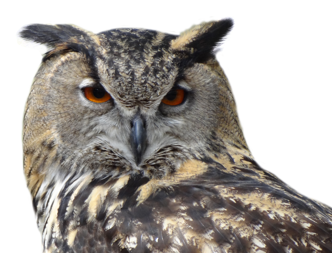 Angry, Red Eyed Owl Images Free Download PNG Transparent Background ...