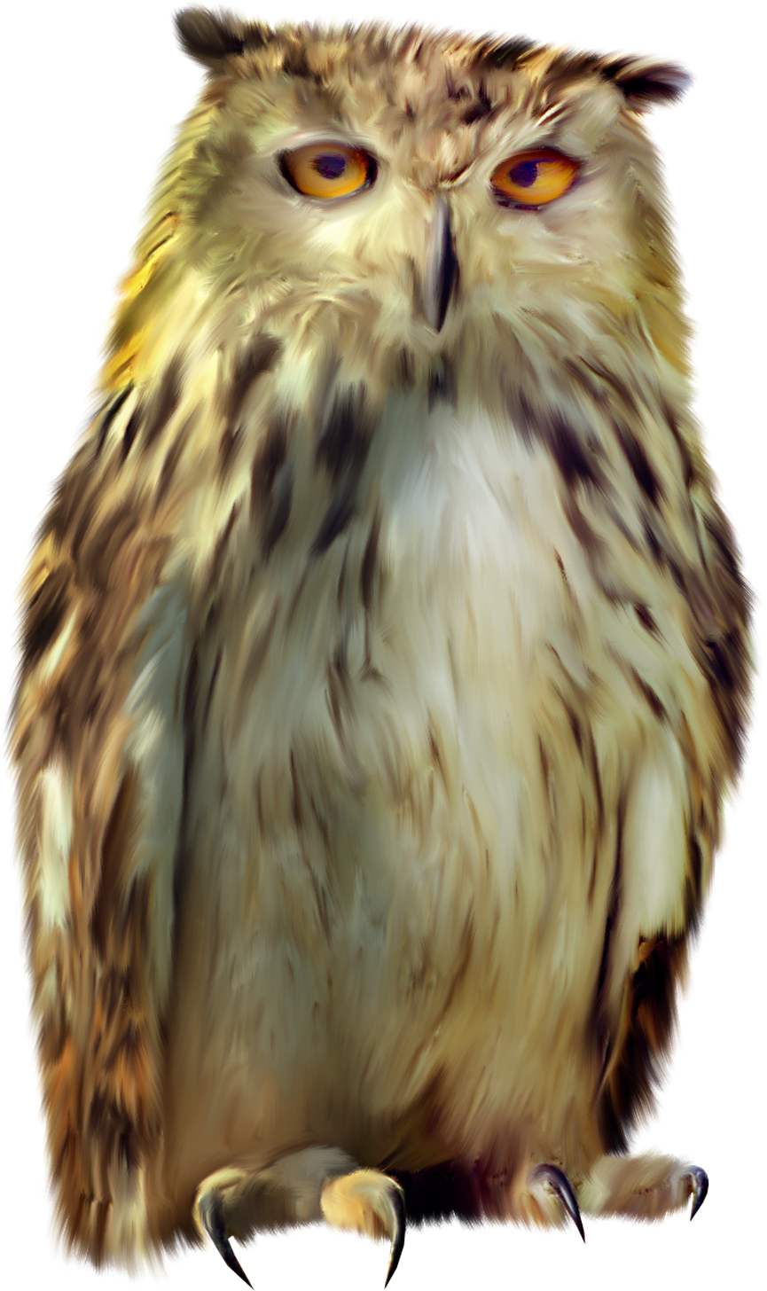 Sleepy Staring Owl Clipart , Bird, Animals PNG Transparent Background ...