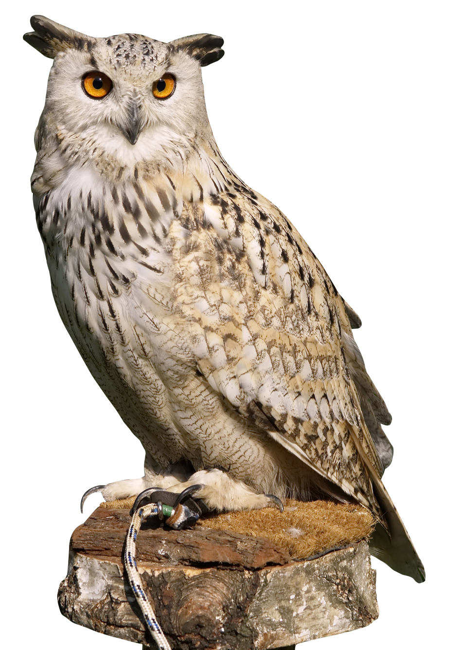 Brown Beautiful Owl Hd On Throne PNG Transparent Background 950x1336px ...