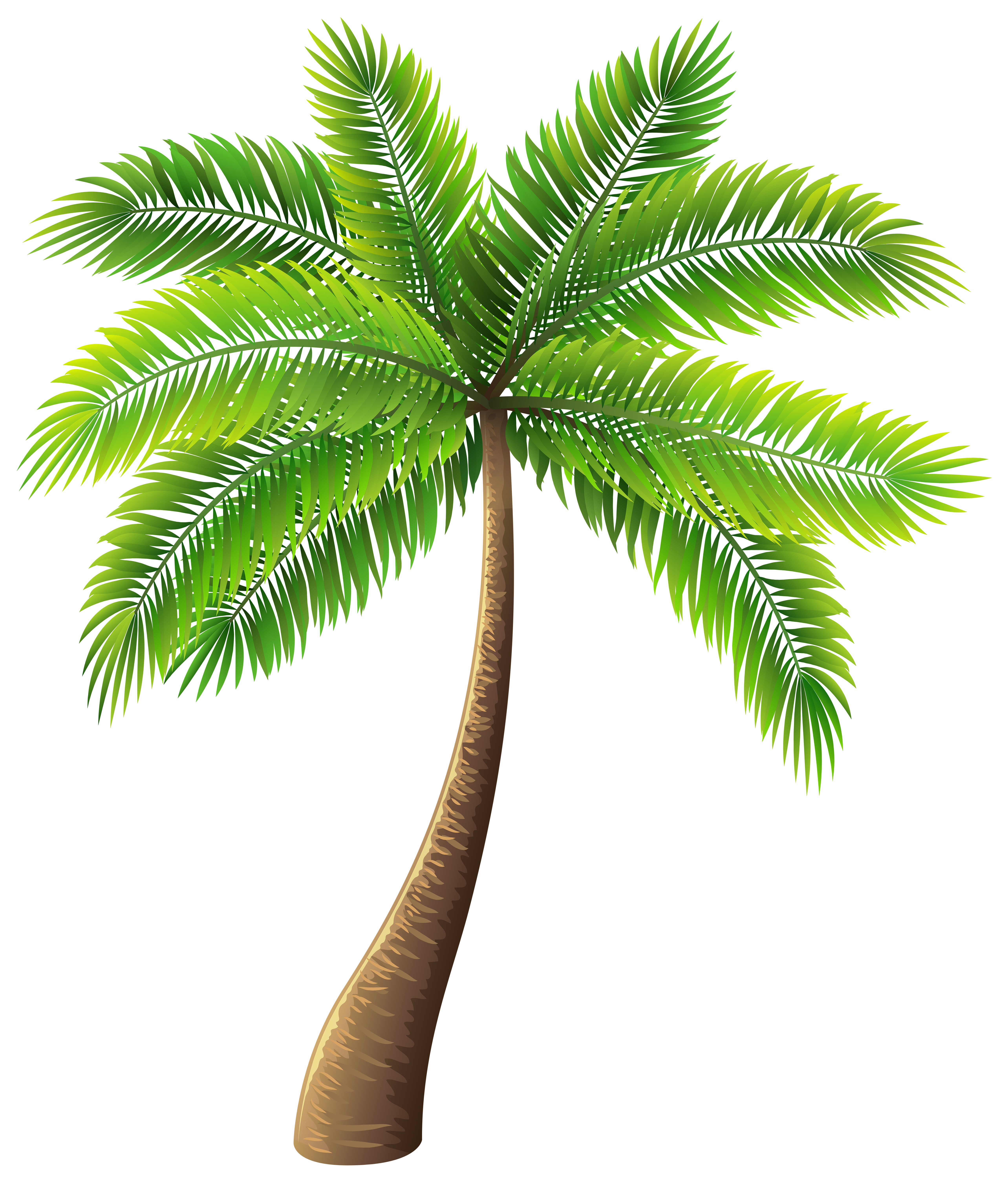 Palm Tree Free PNG Transparent Background 5134x6000px - Filesize ...