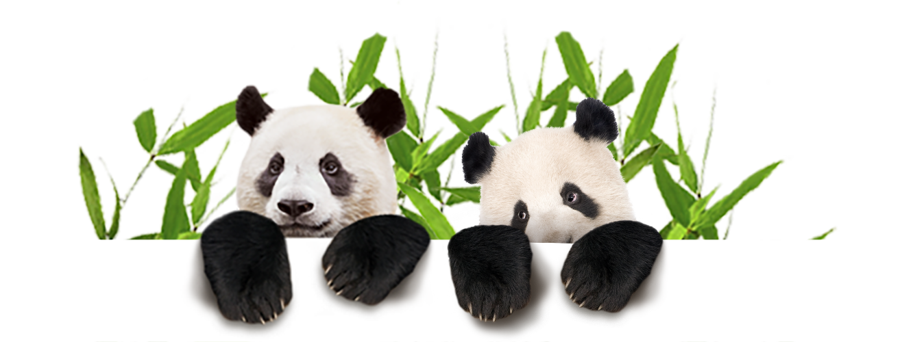 Couple Cute Panda Images Hd PNG Transparent Background 1313x500px ...
