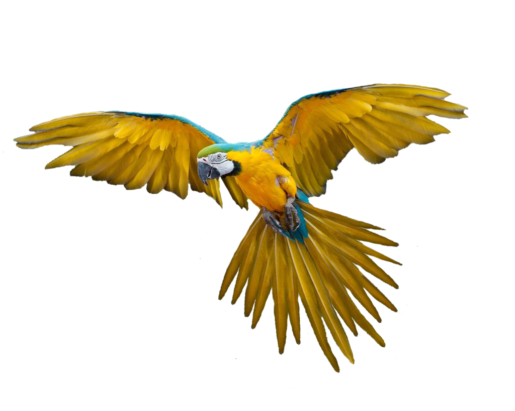 Parrot Fly Cut Out PNG Transparent Background 1024x819px - Filesize ...