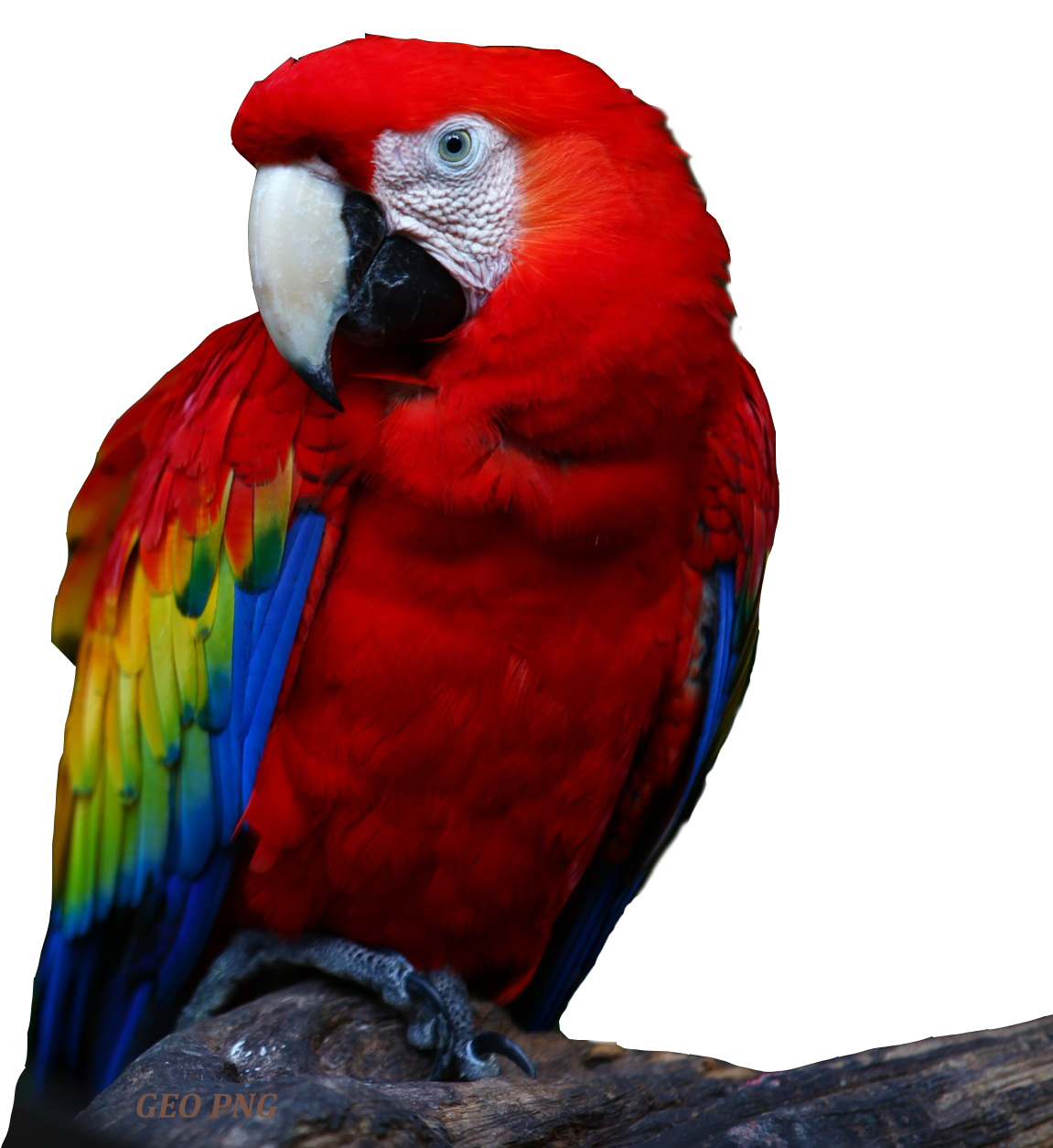 Parrot Red Cute Picture PNG Transparent Background 1151x1254px ...
