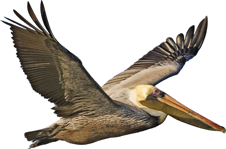 Pelican PNG Vector Images with Transparent background - TransparentPNG