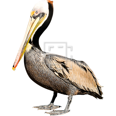 Dramatic Birds Pelicans Photo PNG Transparent Background 450x450px ...