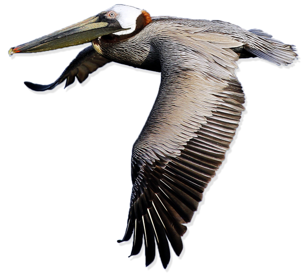 Pelican Images PNG Transparent Background 600x543px - Filesize ...