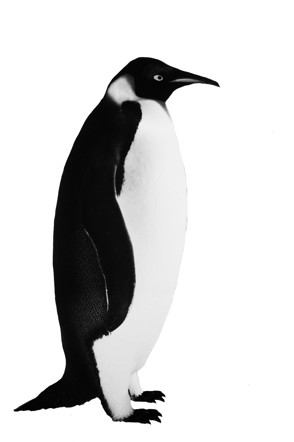 Penguin PNG Vector Images with Transparent background - TransparentPNG