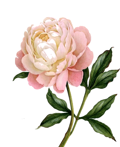 Peonies Transparent Background