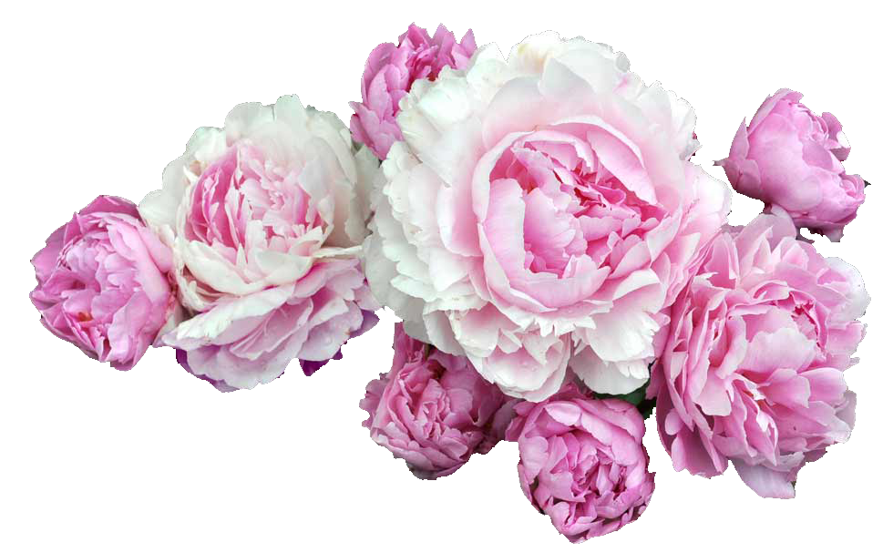 Peonies Clipart File PNG Transparent Background 980x607px - Filesize ...