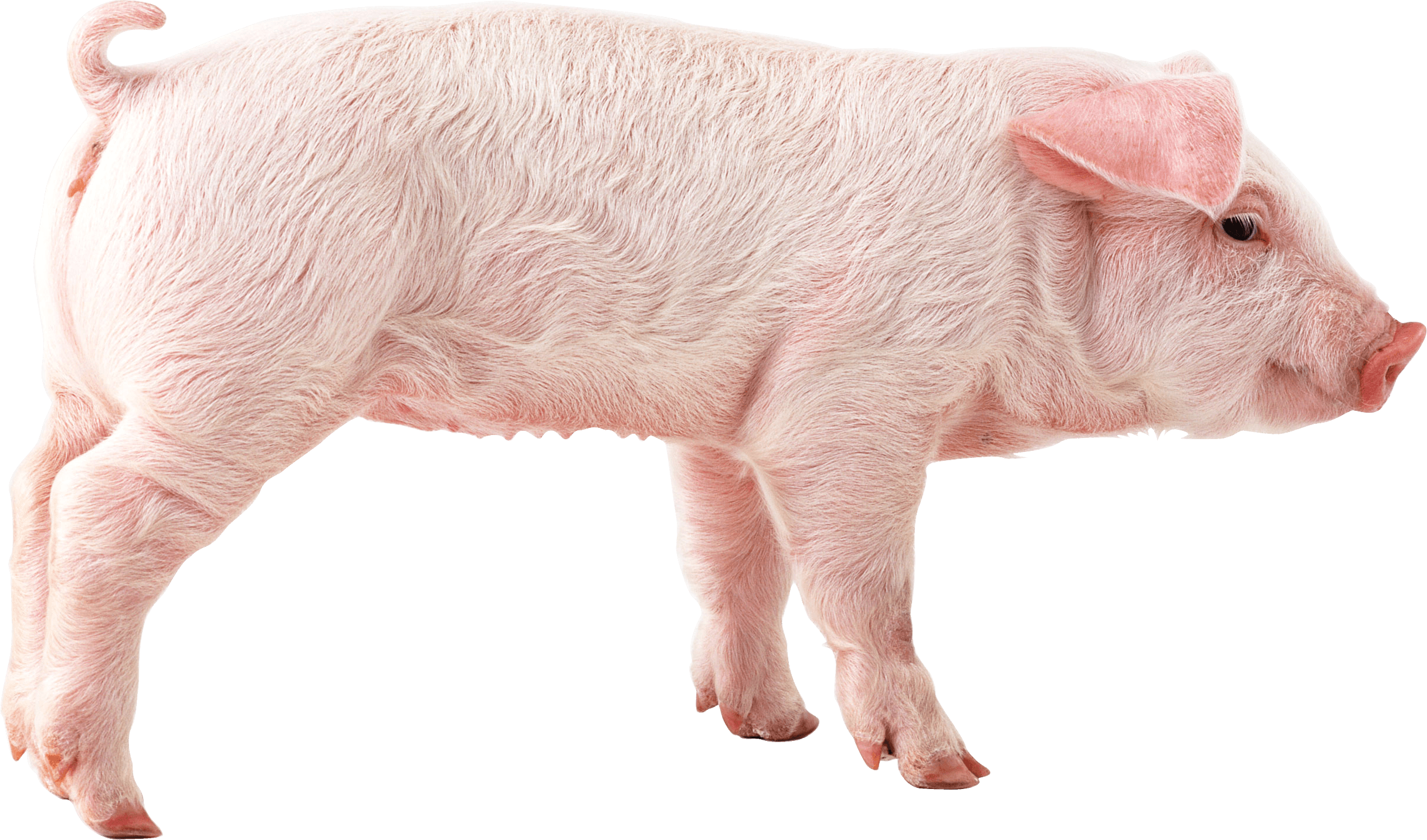 Side Looking Baby Pig Clipart Free PNG Transparent Background ...