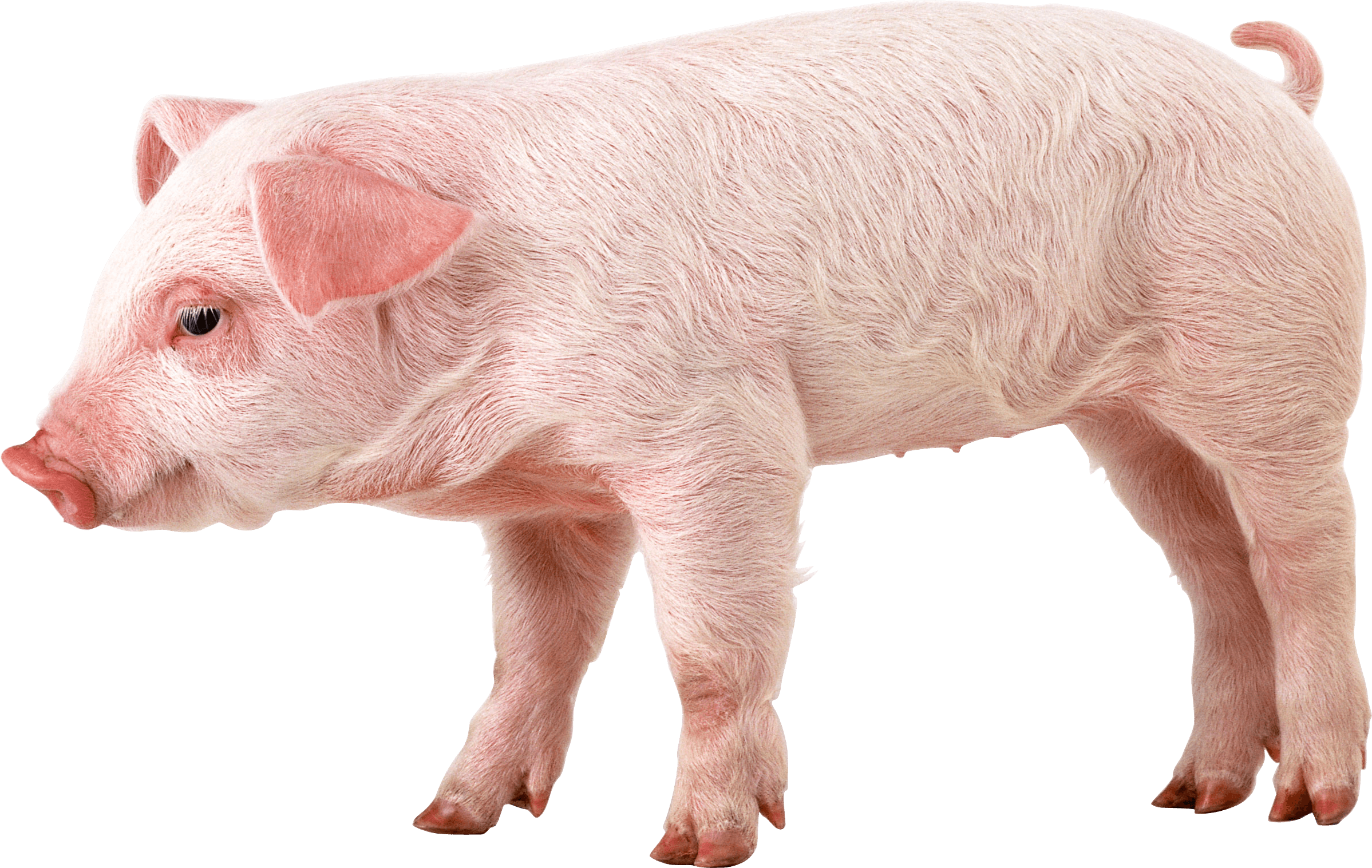 Left Looking Pink Baby Pig Hd Free Clipart PNG Transparent Background ...