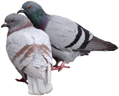Pigeon Cut Out 20 PNG Transparent Background 400x324px - Filesize ...