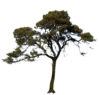 Icon Pine Tree PNG Transparent Background 397x380px - Filesize ...