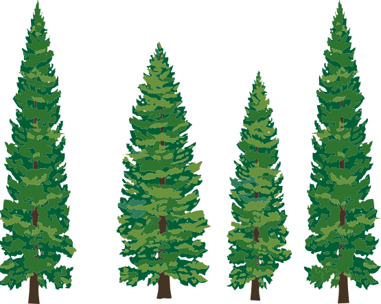 Pine Tree Cut Out PNG Transparent Background 555x443px - Filesize ...