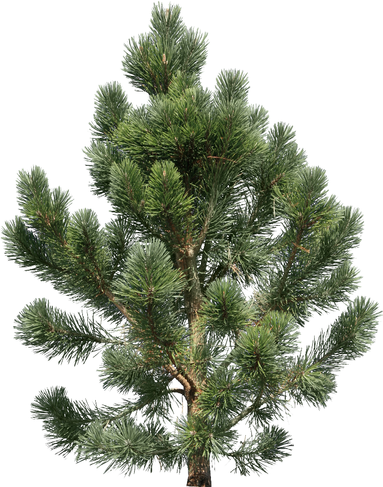 Pine Tree High Quality PNG Transparent Background 768x975px - Filesize ...