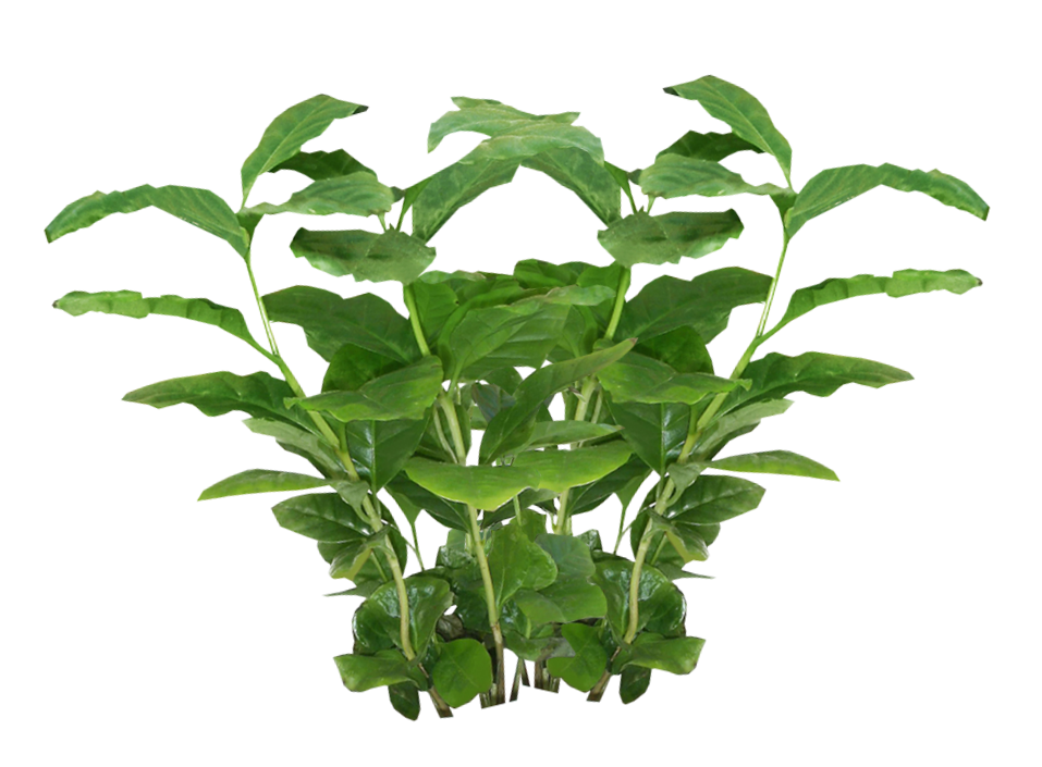 Plants PNG Vector Images with Transparent background - TransparentPNG