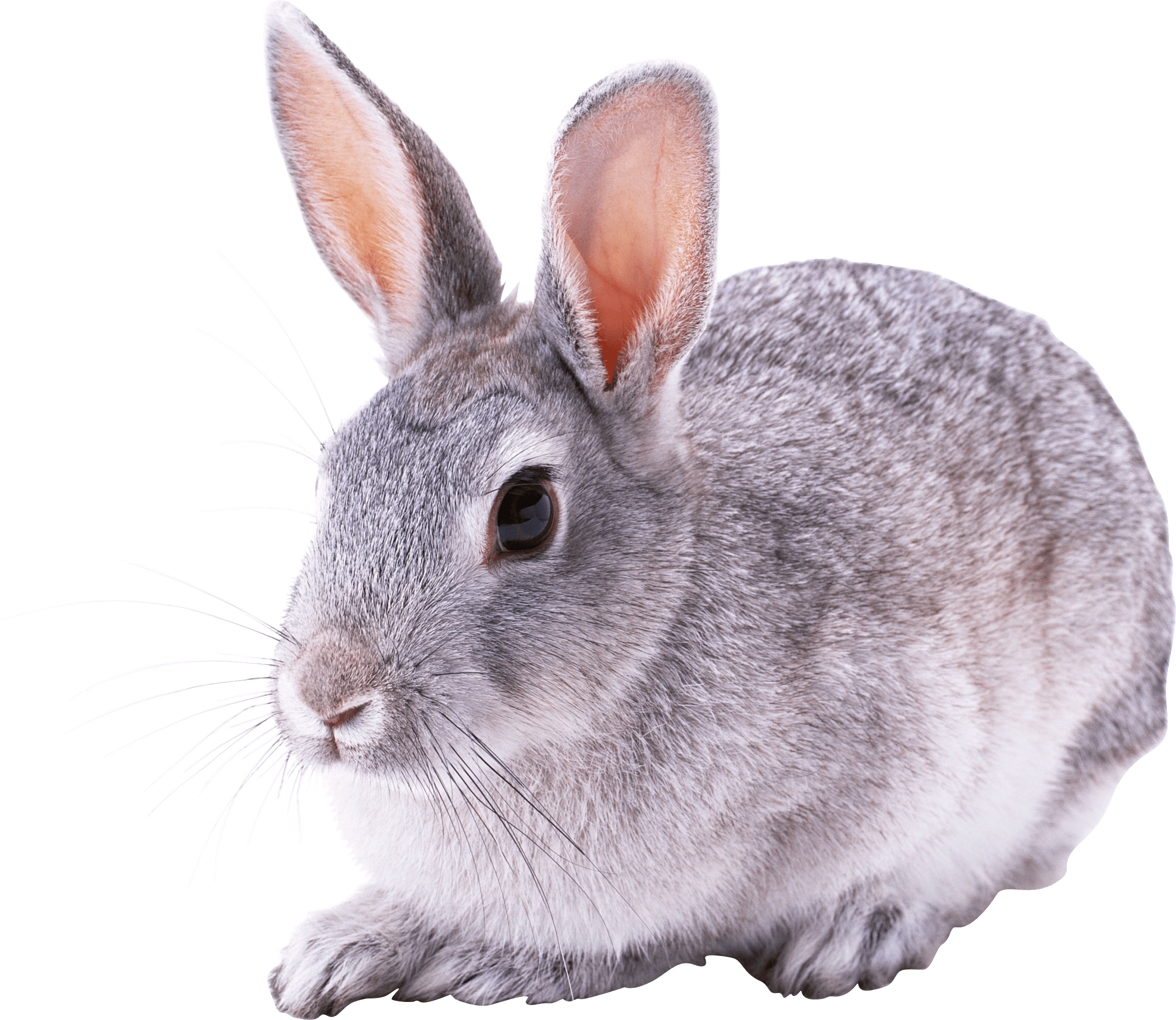 Rabbit Image PNG Transparent Background 2349x2037px - Filesize ...