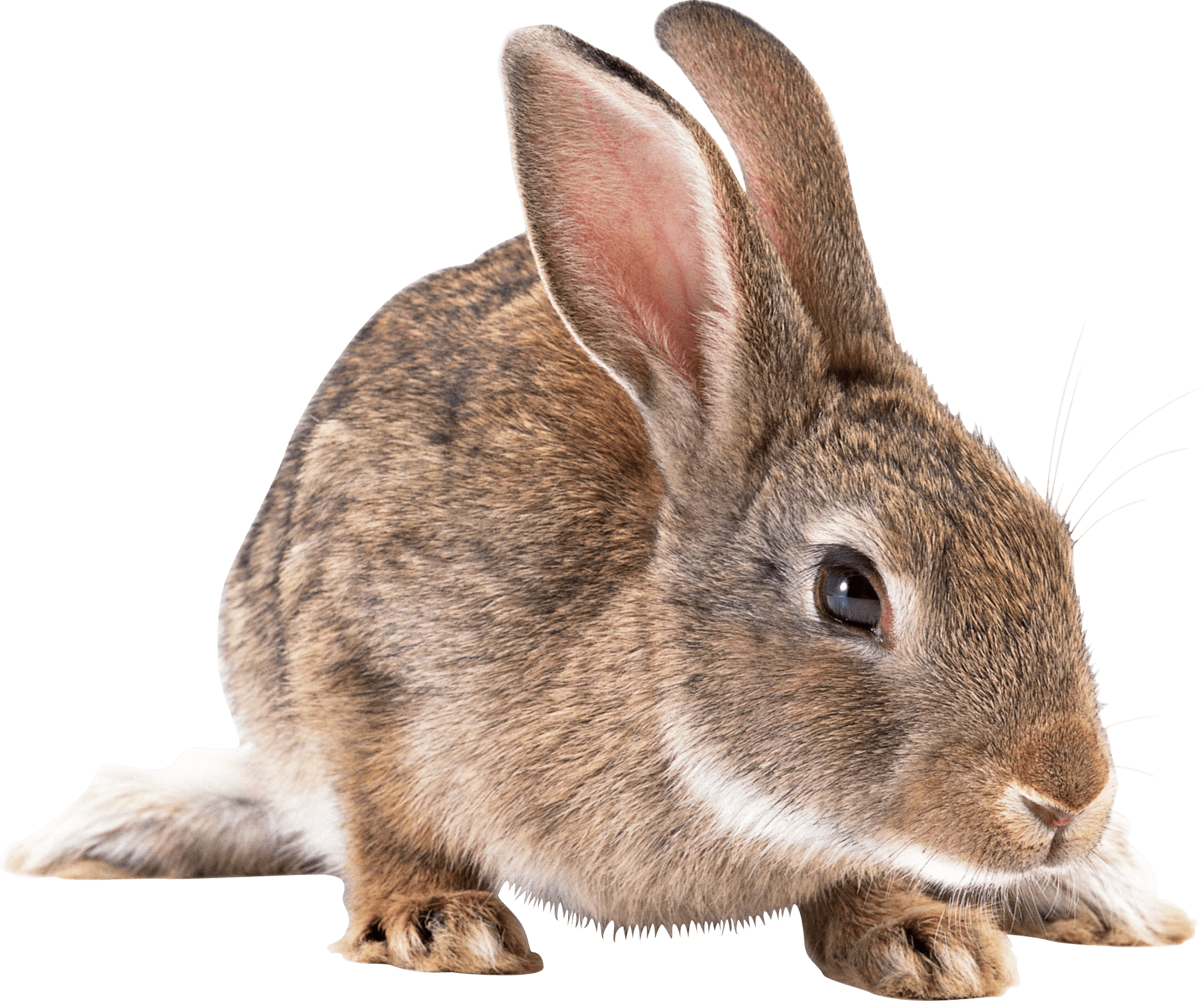 Rabbit Free PNG Transparent Background 1880x1564px - Filesize ...