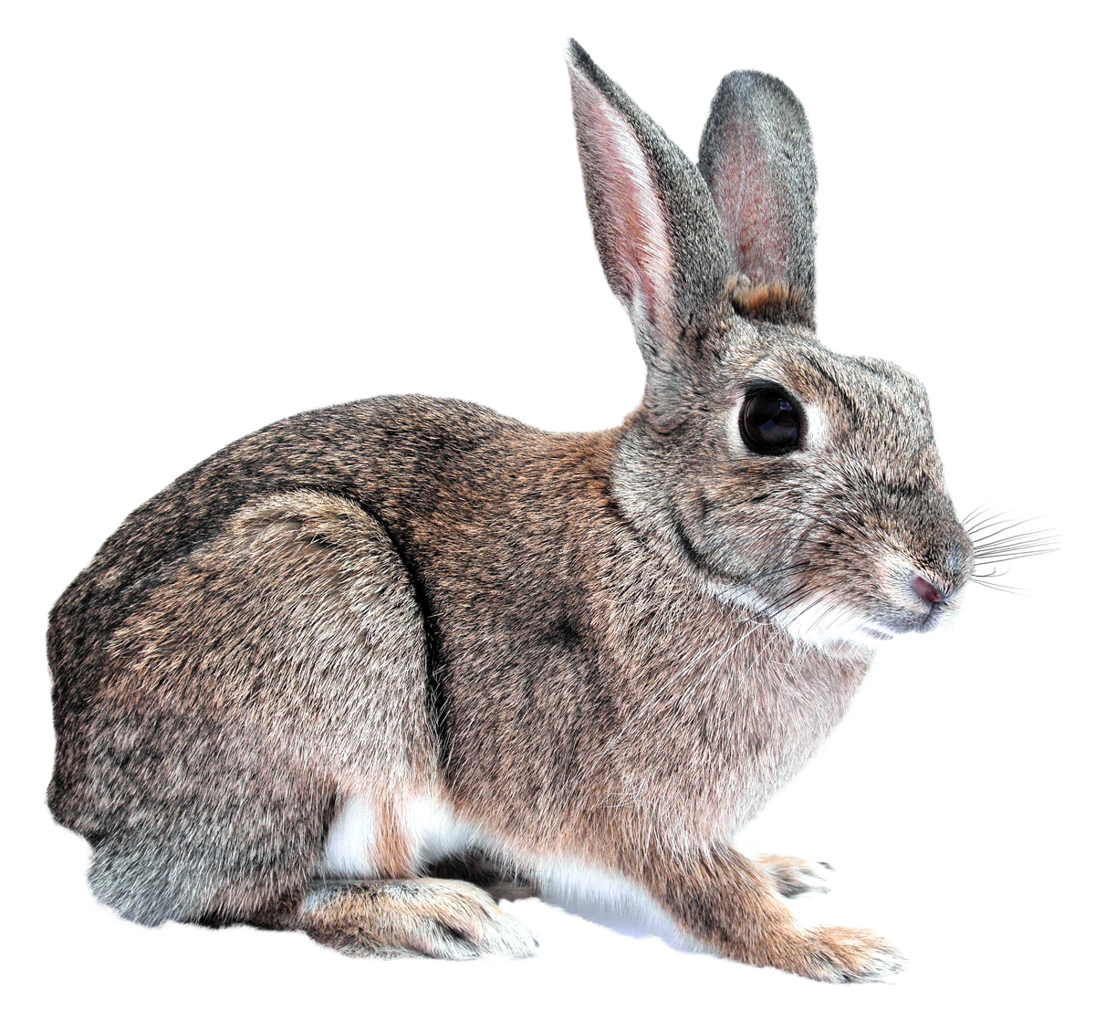 Rabbit PNG Transparent Background 1200x1119px - Filesize: 1984818kb ...