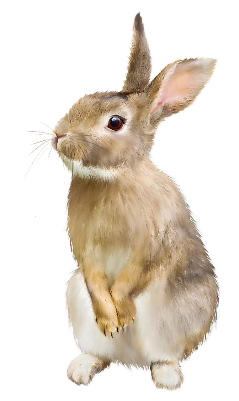 Rabbit Free Download PNG Transparent Background 762x1280px - Filesize ...