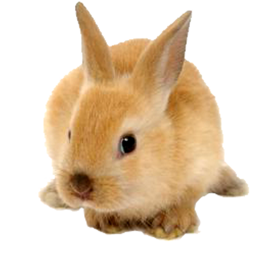 Rabbit Cut Out 16 PNG Transparent Background 528x510px - Filesize ...