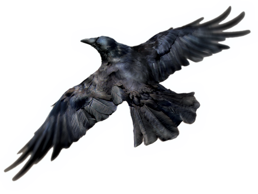 Raven White Images PNG Transparent Background 1024x768px - Filesize ...