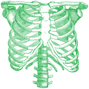 Green Rib Cage Images PNG Transparent Background 180x180px - Filesize ...