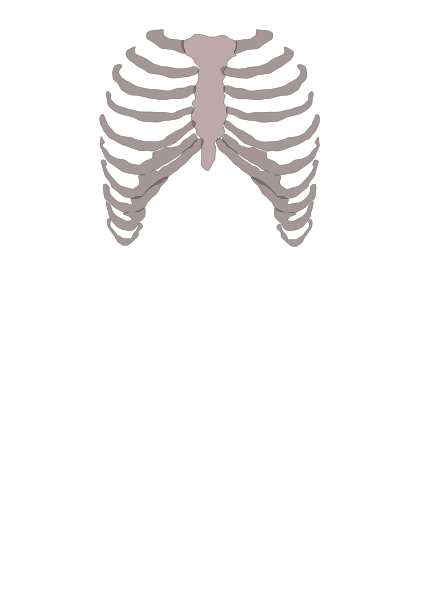 Rib Cage Anterior PNG Transparent Background 423x599px - Filesize ...
