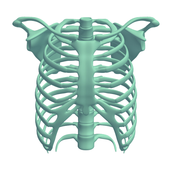 Rib Cage PNG Transparent Background 600x600px - Filesize: 259409kb ...