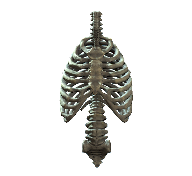 Rib Cage Images PNG Transparent Background 636x585px - Filesize ...