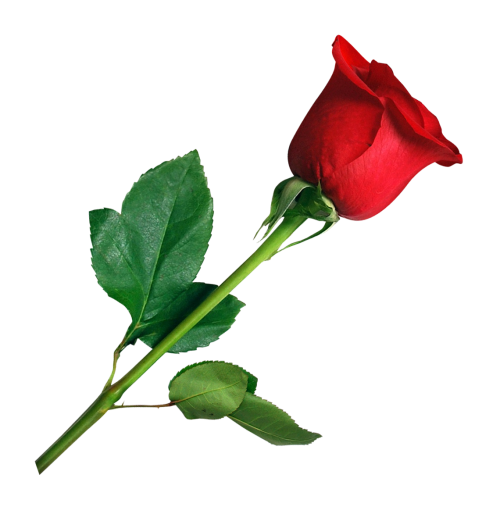 Single Red Rose PNG Transparent Background 500x514px - Filesize ...