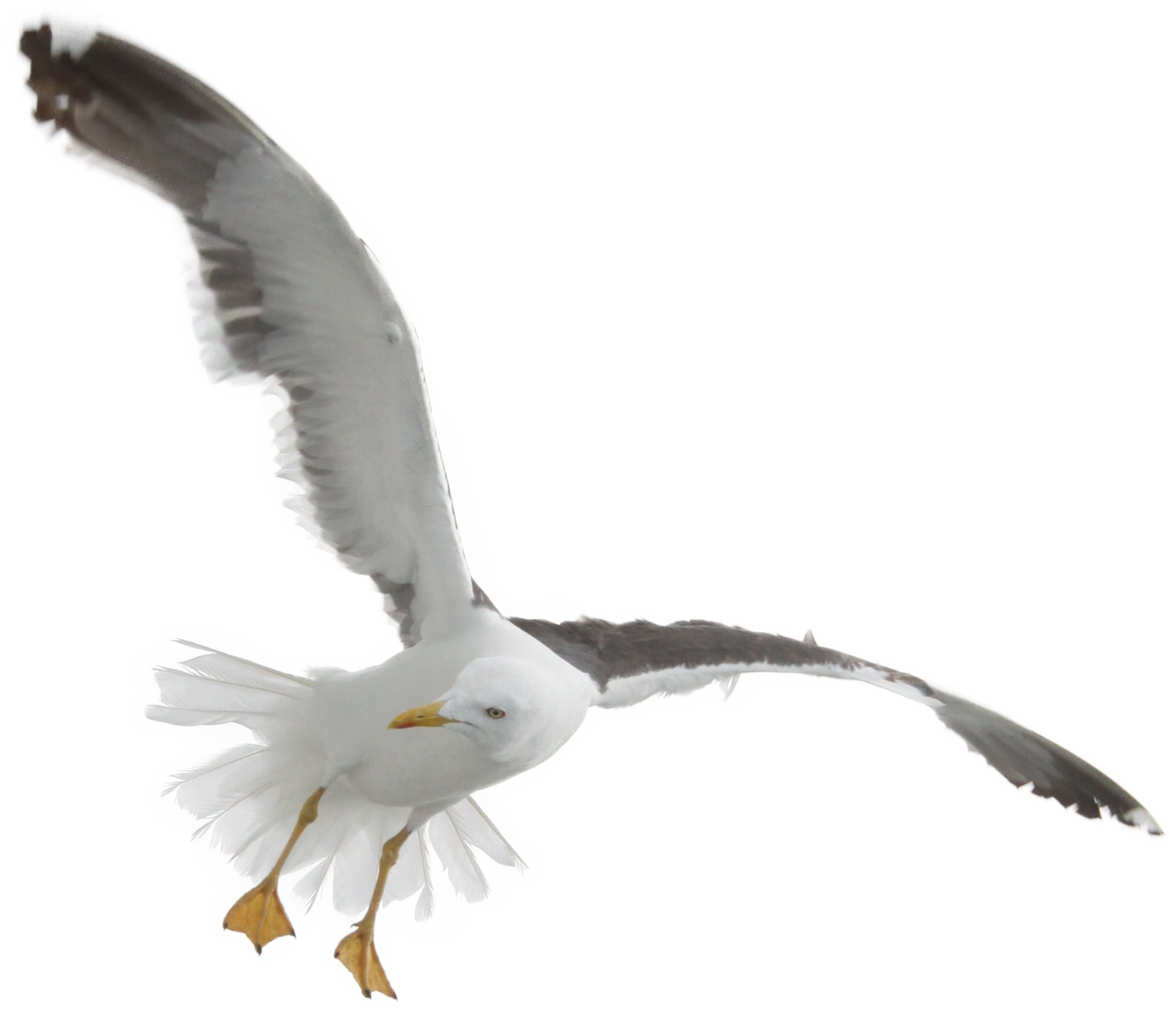 Seagull Image PNG Transparent Background 1500x1292px - Filesize ...