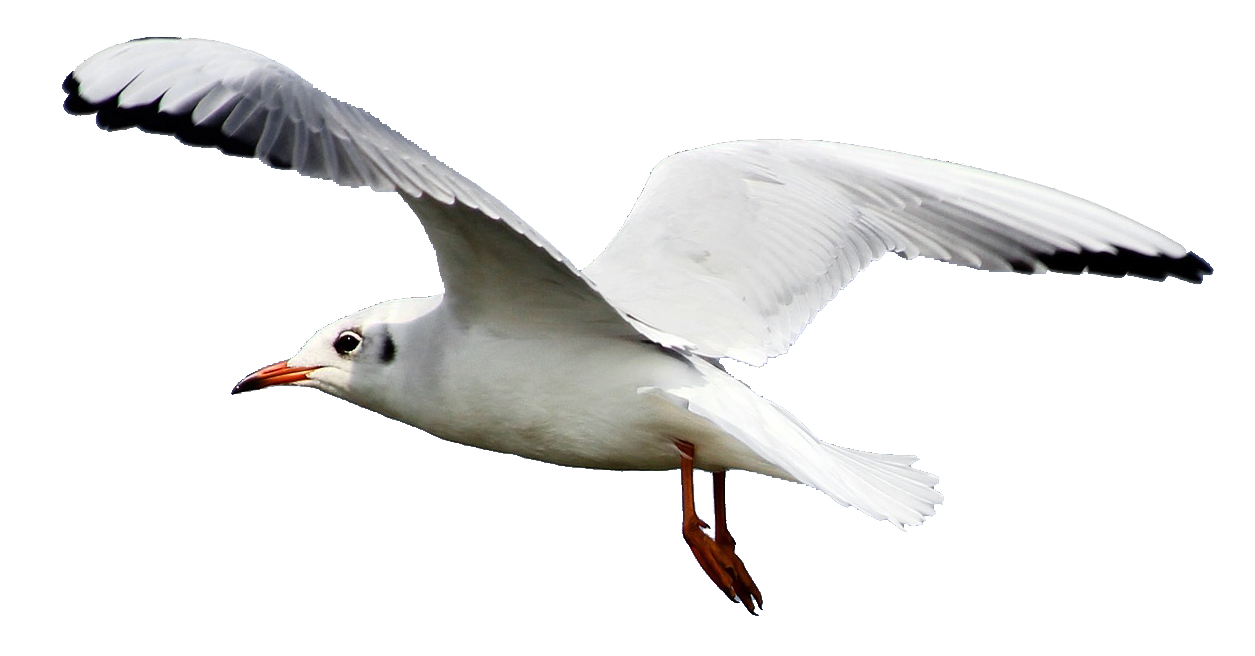 Seagull PNG Transparent Background 1255x656px - Filesize: 431090kb - TransparentPNG