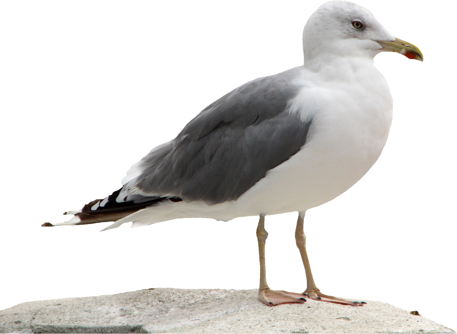 Seagull PNG Transparent Background 1505x1099px - Filesize: 1614306kb - TransparentPNG