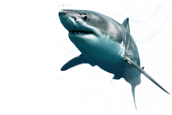 Floating Blue Shark Free Photos PNG Transparent Background 600x400px ...