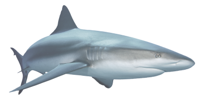 Blue Shark Images Clipart Hd, Fish PNG Transparent Background 398x196px ...