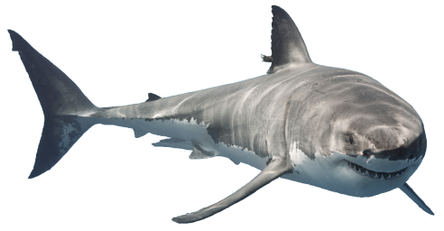 Smiling Big Shark Photo Clipart Free PNG Transparent Background ...