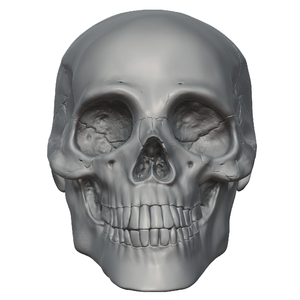Skeleton Head Picture PNG Transparent Background 1200x1200px - Filesize ...