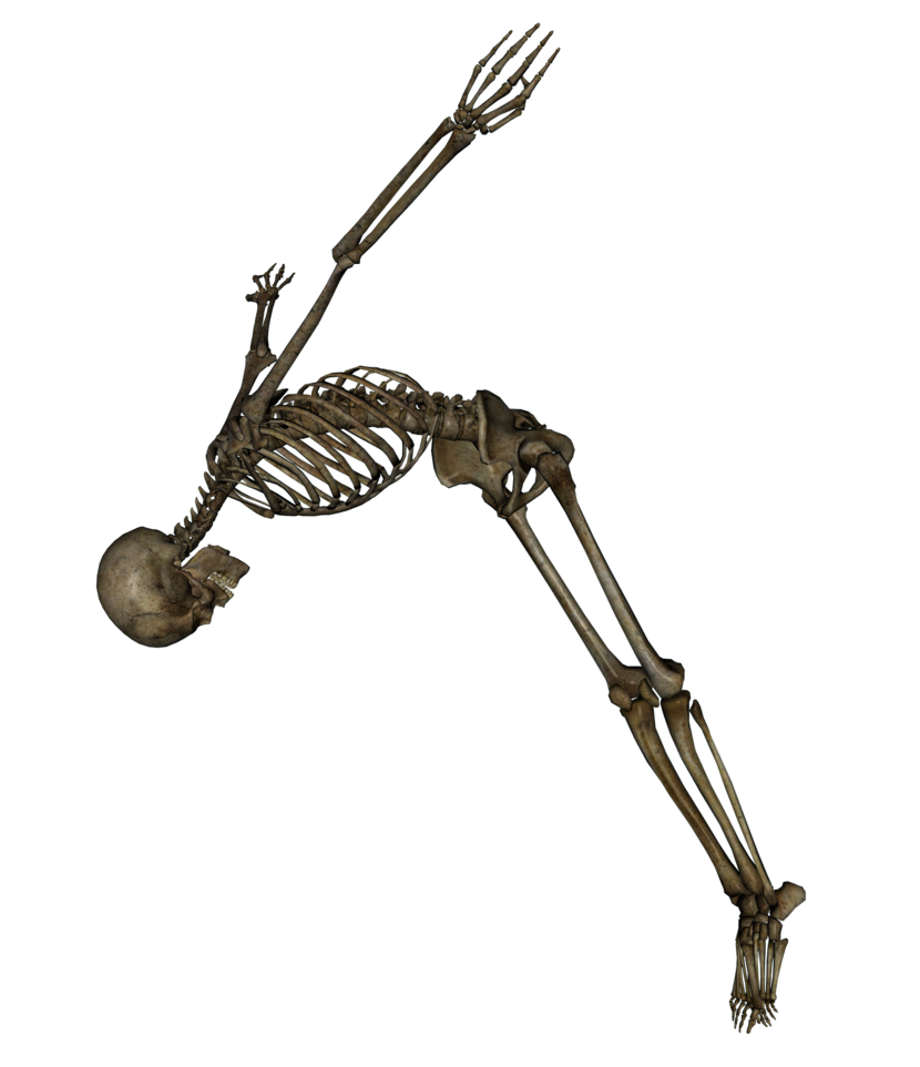 Skeleton, Skull, Swan Dive PNG Transparent Background 830x962px ...