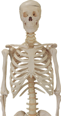 Human Skeleton Hd Image PNG Transparent Background 210x400px - Filesize ...